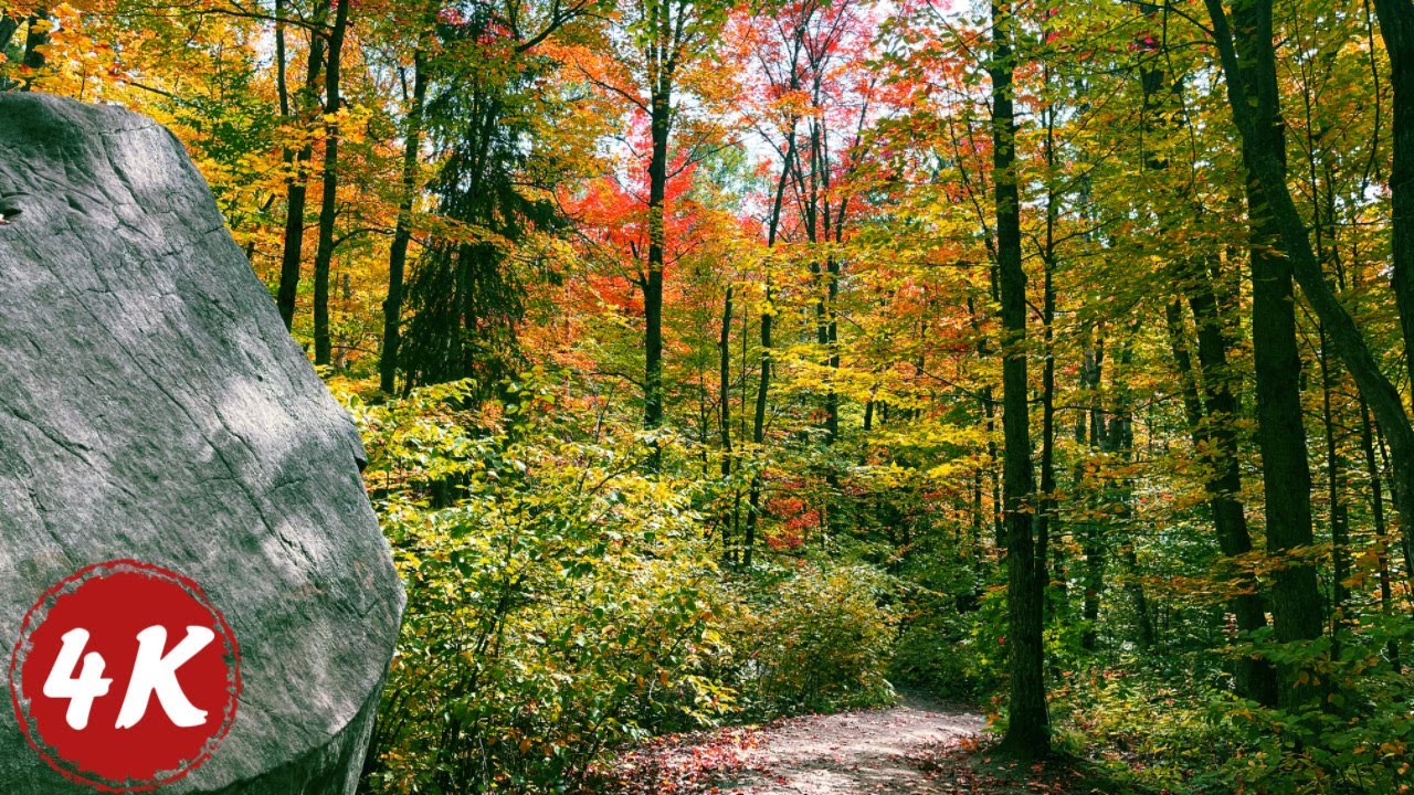 🍁Fall Leaves Colors | Algonquin🍂Ontario 🇨🇦 | Bat Lake Trail & Booth's ...