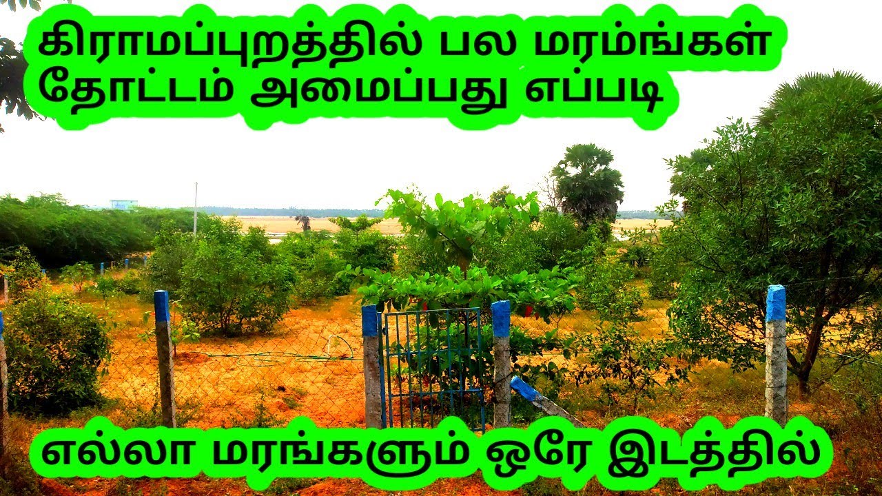 கிராமப்புறத்தில் பல மரம் தோட்டம் அமைப்பது எப்படி/palamara thottam ...