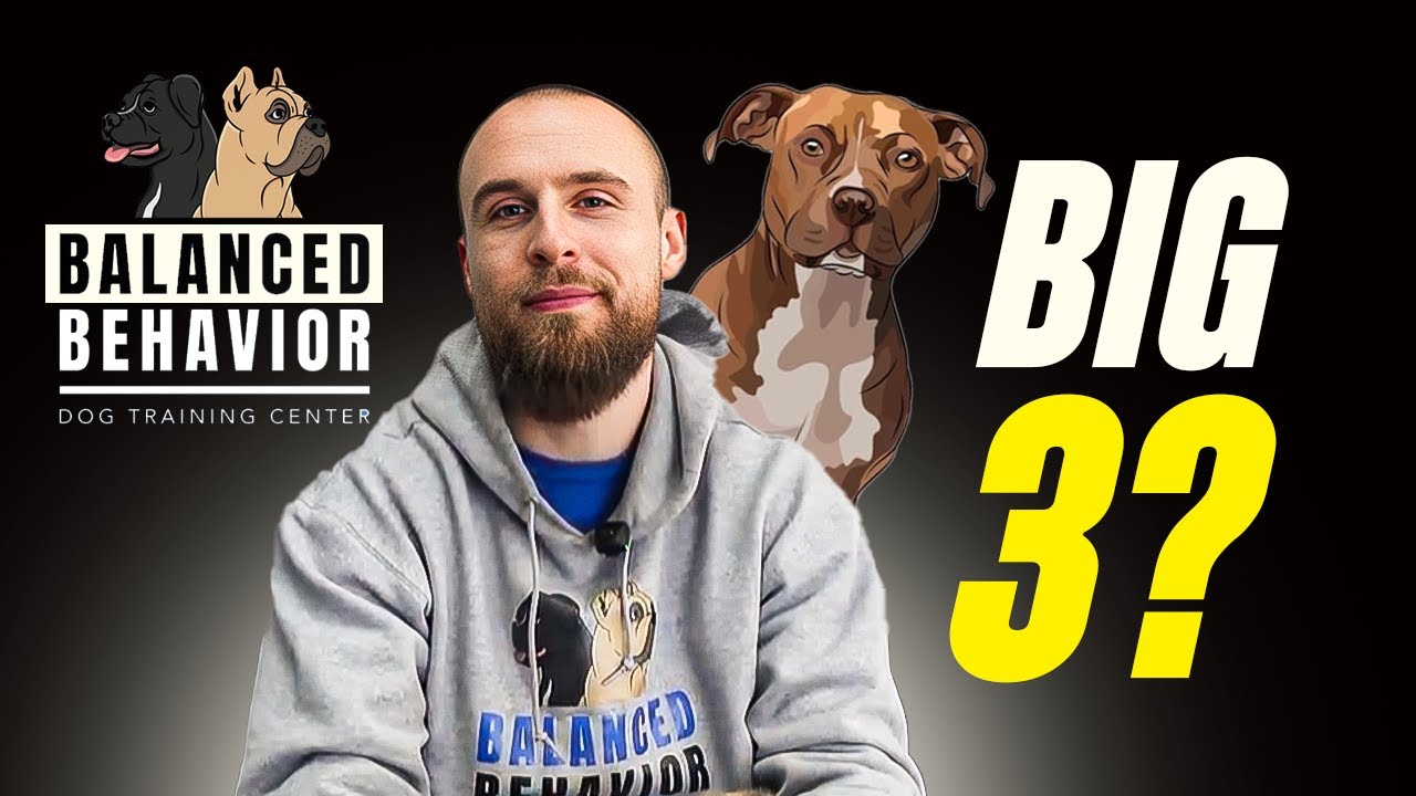 3 Dog Training Commands Every Owner Should Use! - YouTube