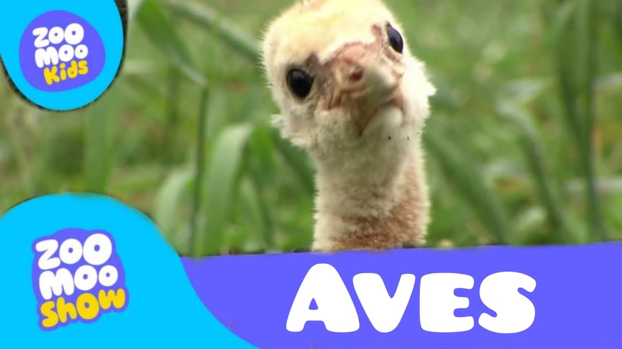 FESTIVAL ANIMAL | AVES | ZOOMOO - YouTube