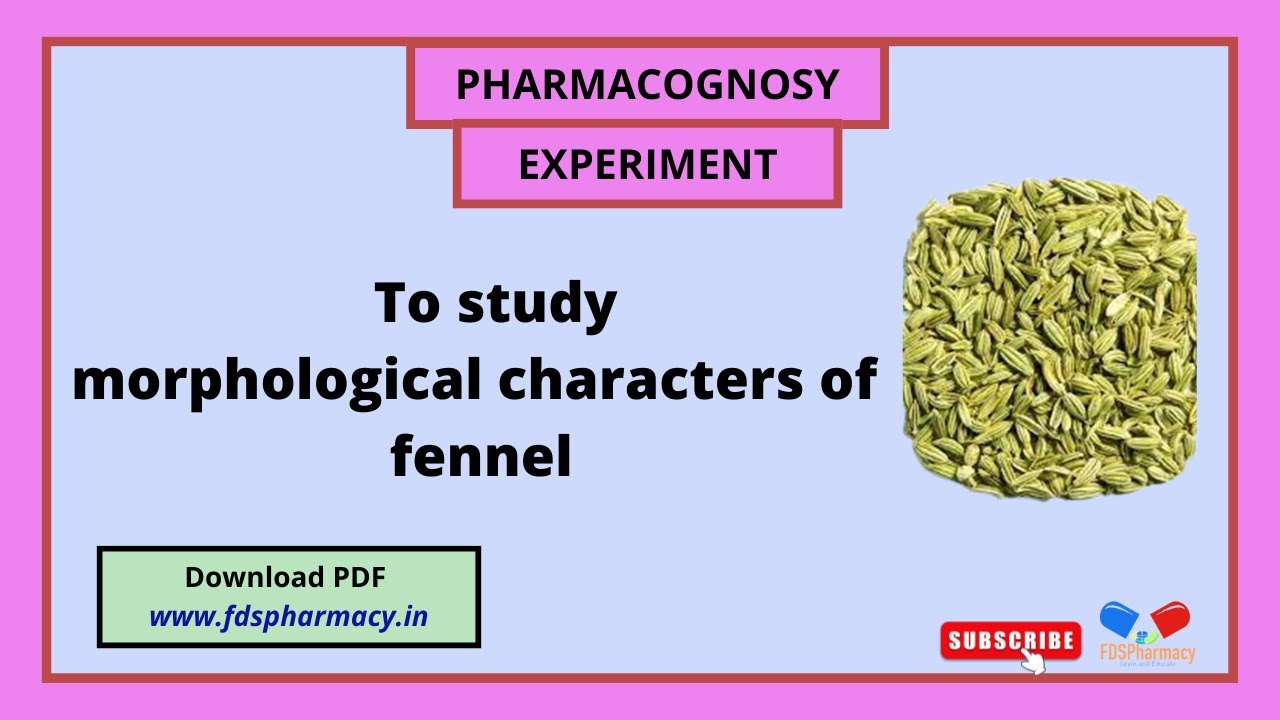 To study morphological identification of fennel | Pharmacognosy ...