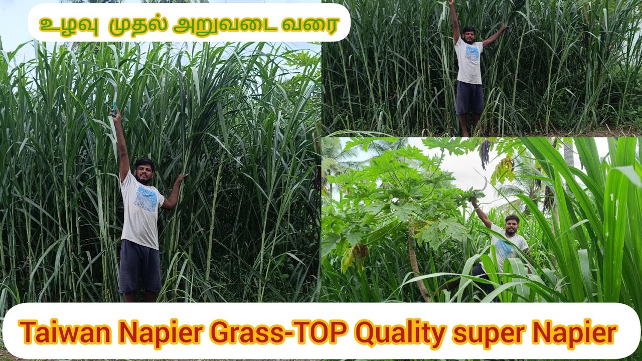Taiwan Napier Grass-TOP Quality super Napier 🍀🌿#shortvideo #taiwan # ...