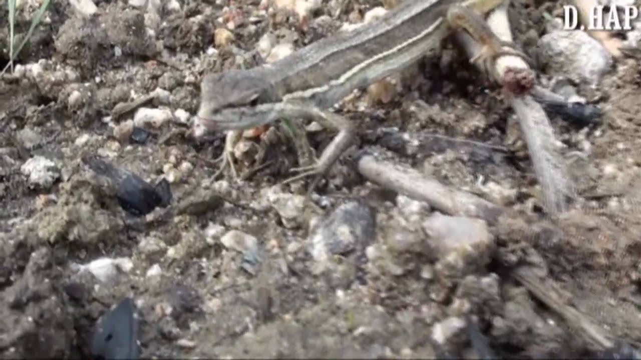 [한국_Korea] 줄장지뱀 (Wolter lizard) - YouTube