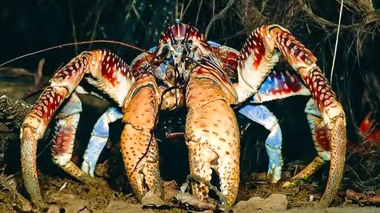 8 Most Dangerous Crustaceans in the World - YouTube