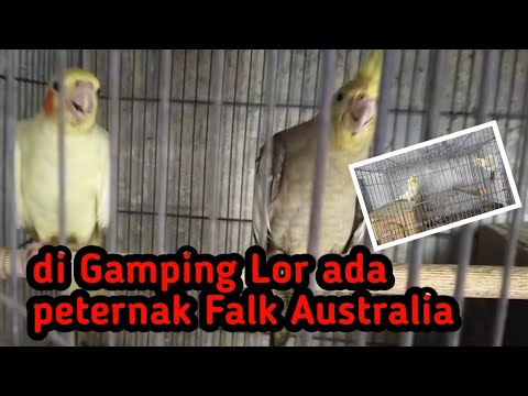 Ternak Falk Australia ada di Gamping Lor Yogyakarta - YouTube