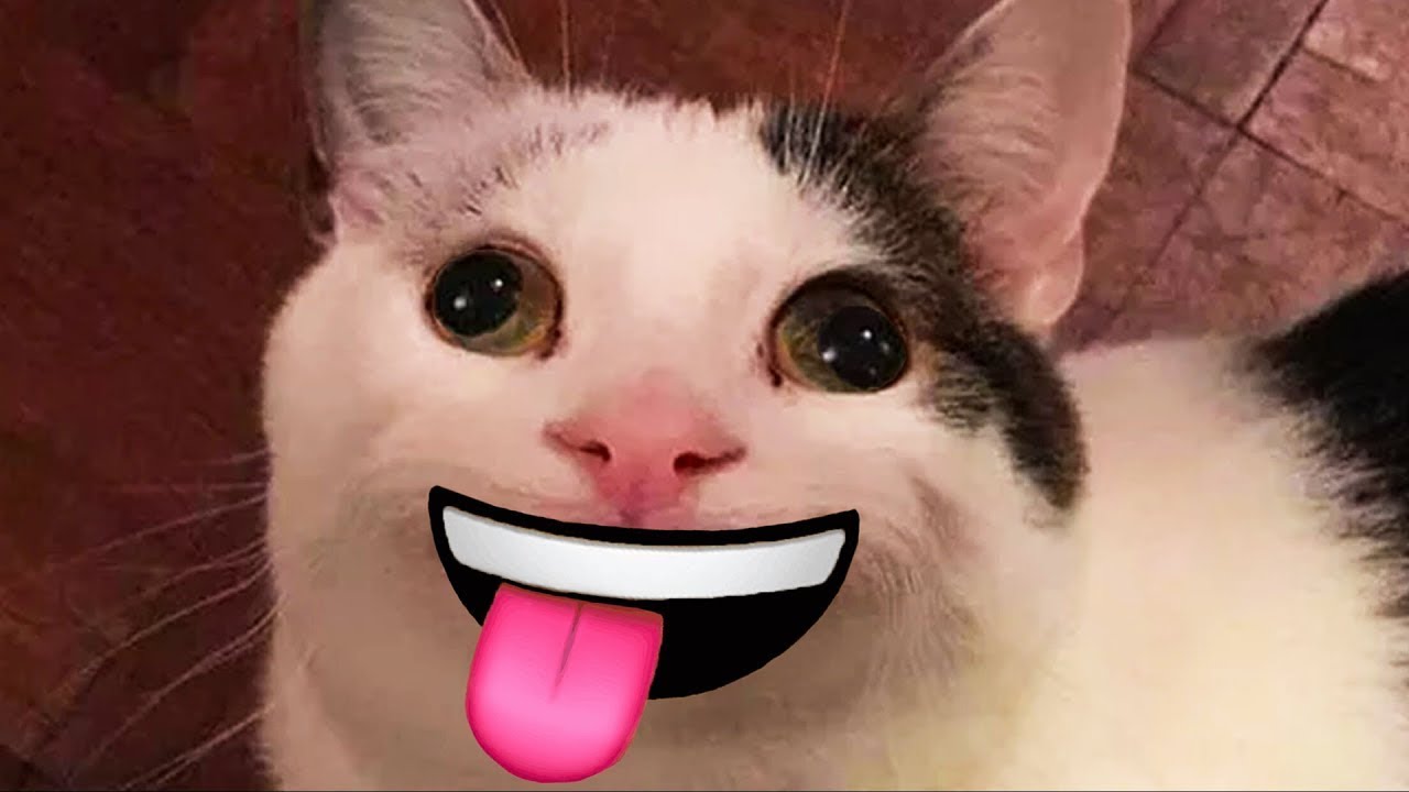 When Beluga Gets Happy... - YouTube