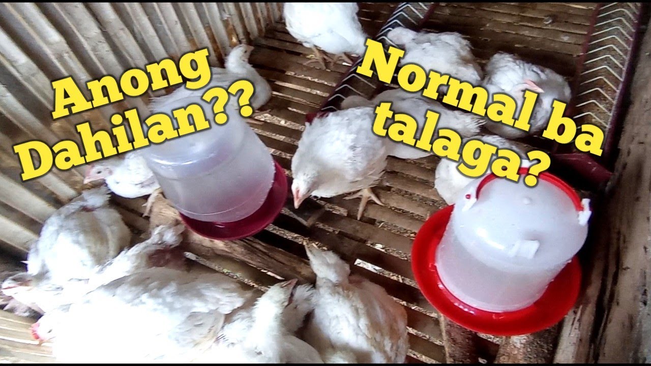 Bakit laging may namamatay sa 45 days broiler chicken ? Normal lang ba ...