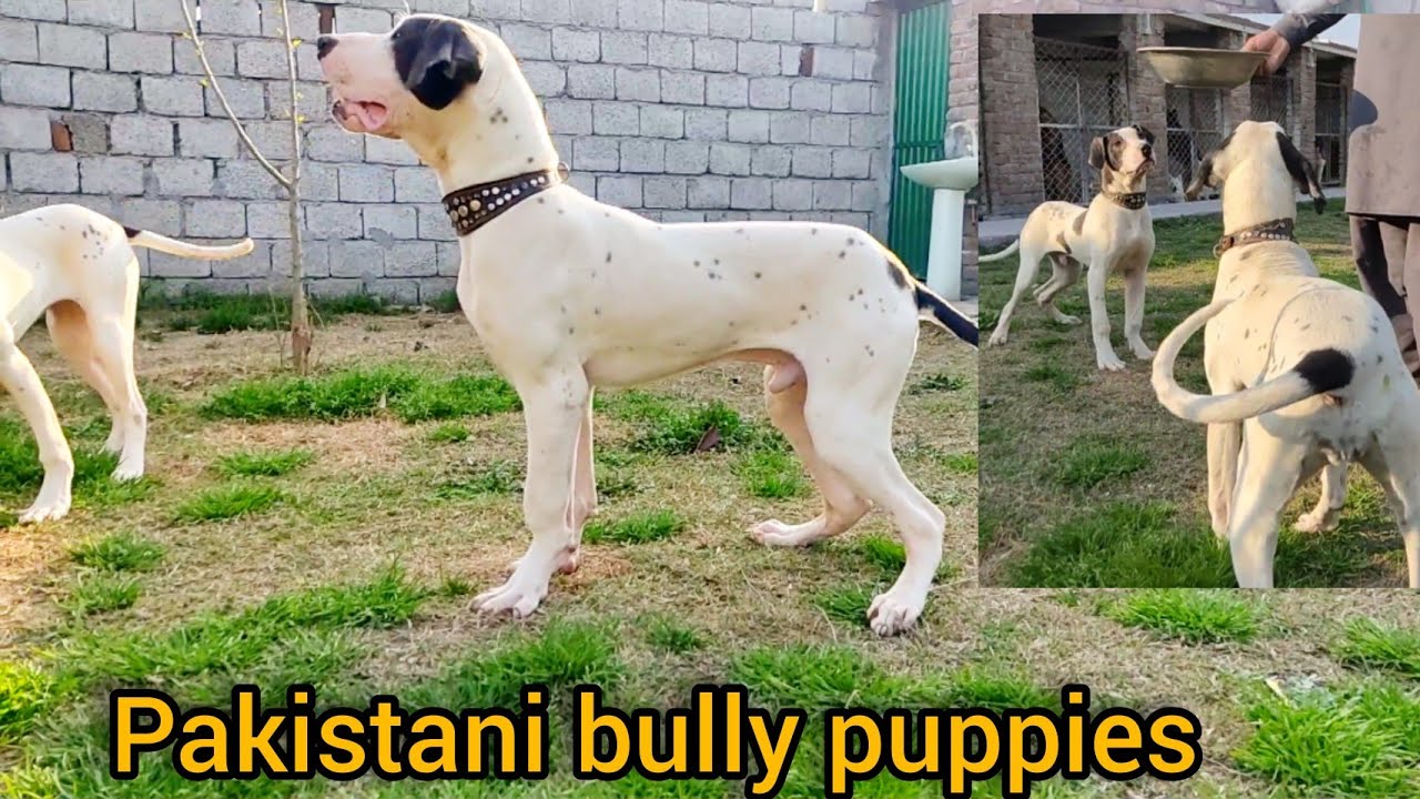 Pakistani bully puppies growing ,💕 - YouTube
