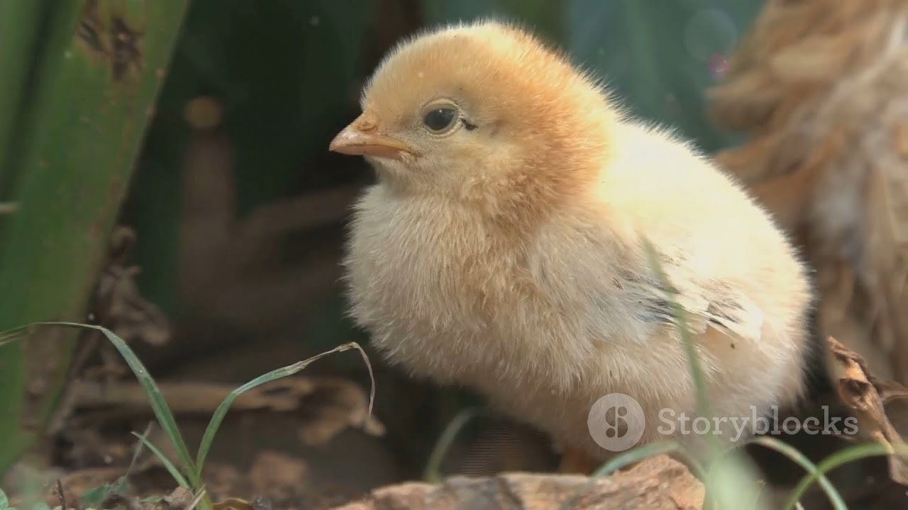 Watch a Chick Grow 150 Days in 60 Secon #bird #chicken #pet #animals # ...