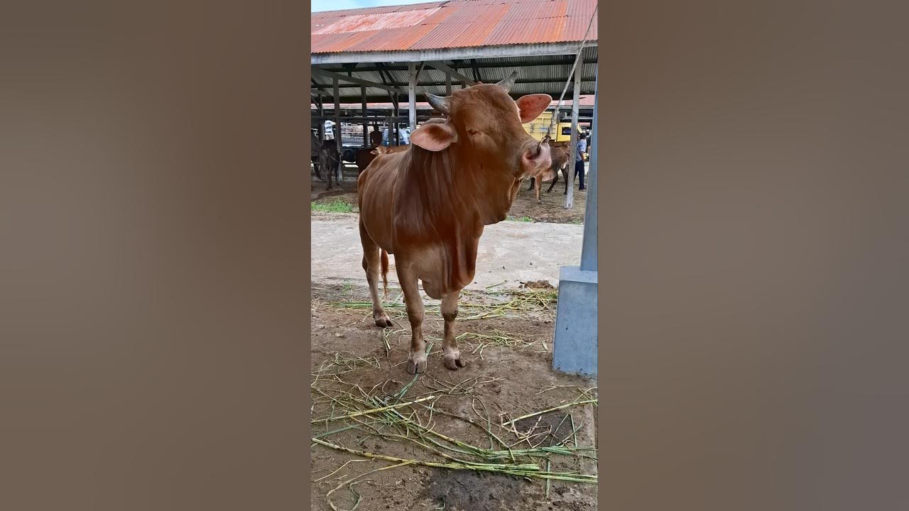 big cow, sapi limosin #shorts #youtubeshorts #fyp - YouTube