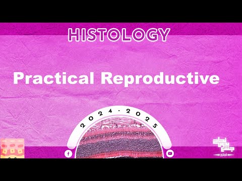 Pract: Slides of reproductive system; Histology - YouTube
