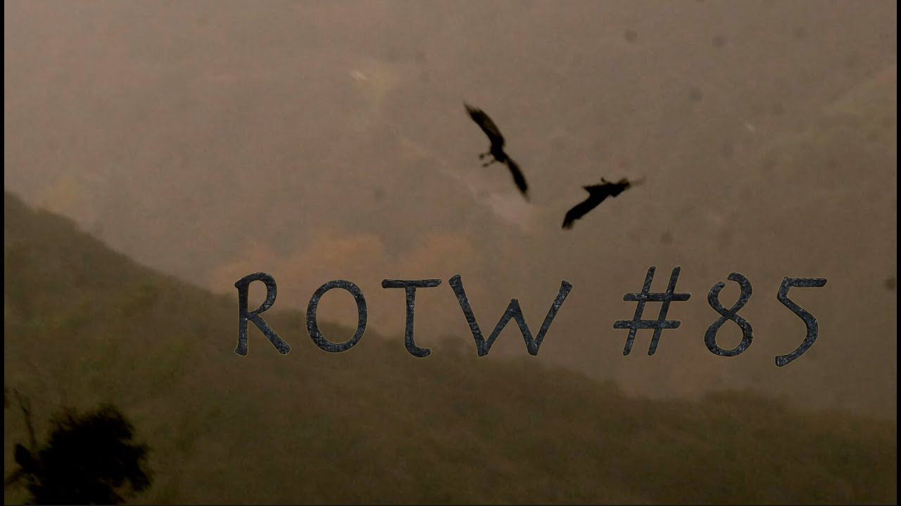 Raven of the Week #85 - YouTube