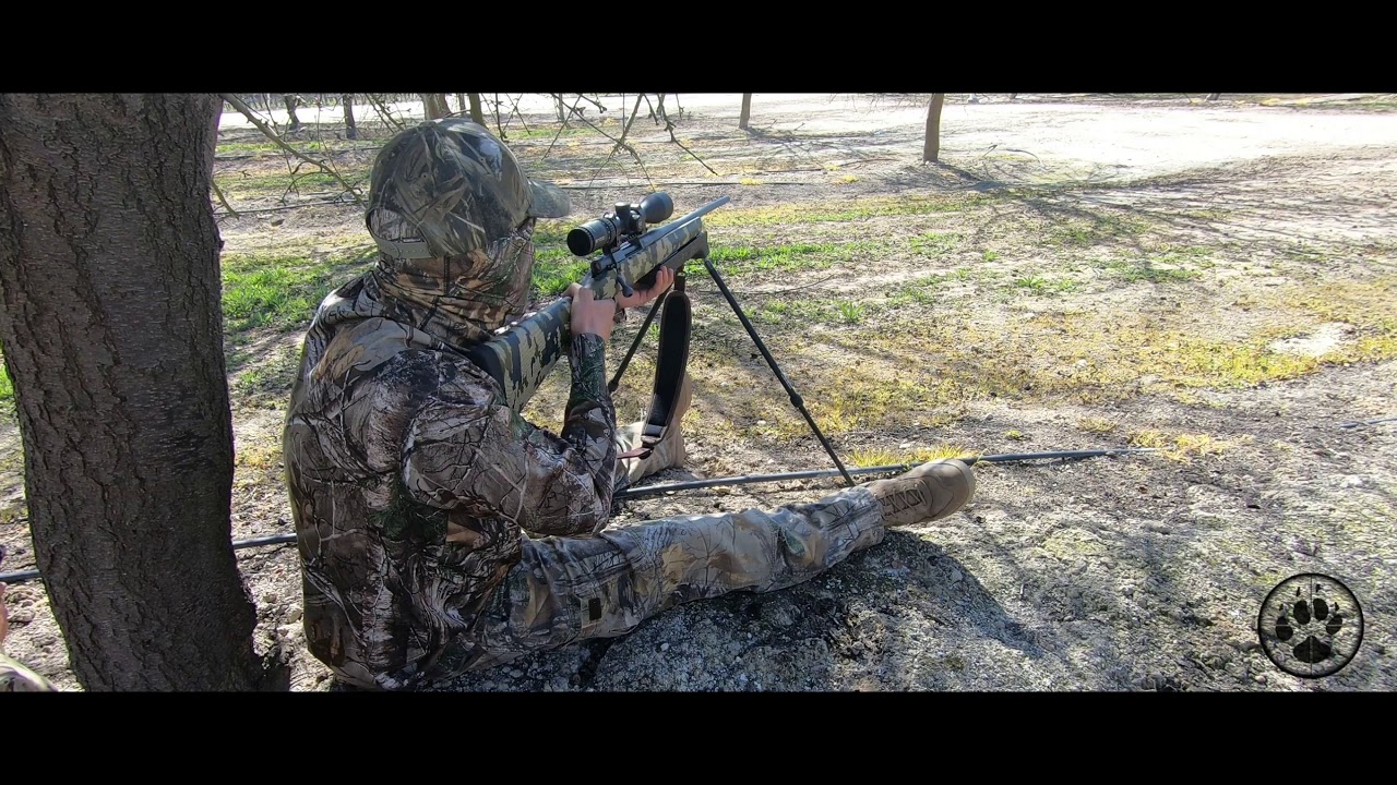 Less Than A Minute Coyote - CALIFORNIA COYOTE HUNTING - YouTube