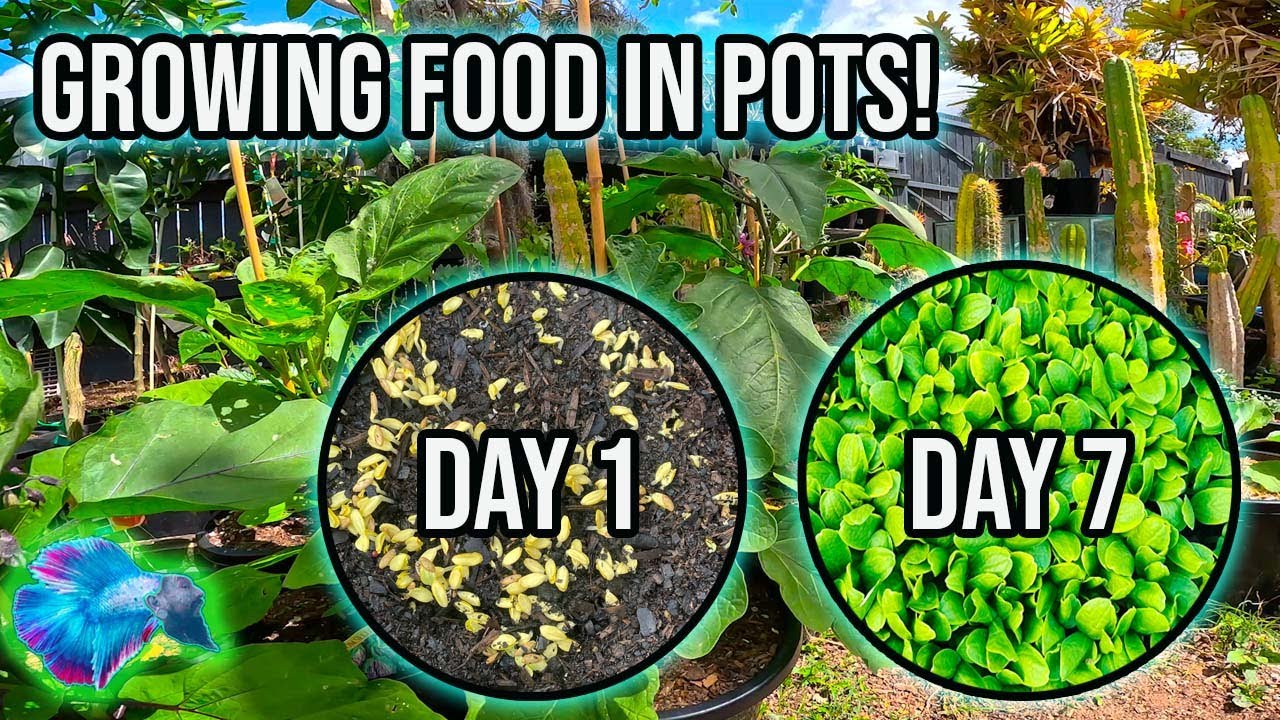 HOW EASY IS IT TO GROW FOOD AT HOME? ~ Garden tour - YouTube