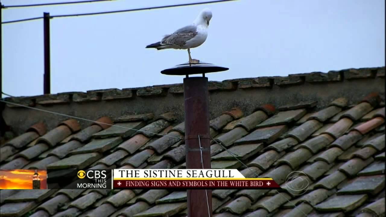 Sistine Seagull steals the spotlight - YouTube