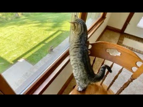 Cat Face to Face with Bird and Trying to Figure Out How to Get Bird ...