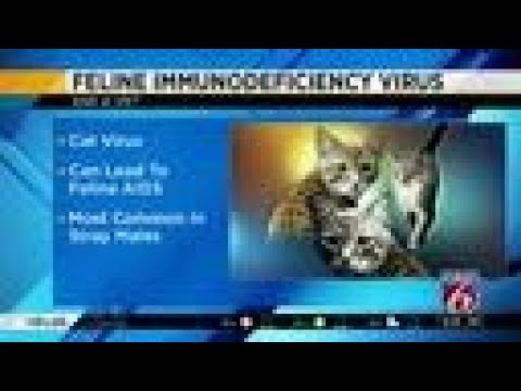 'Ask a Vet' -- Feline immunodeficiency virus