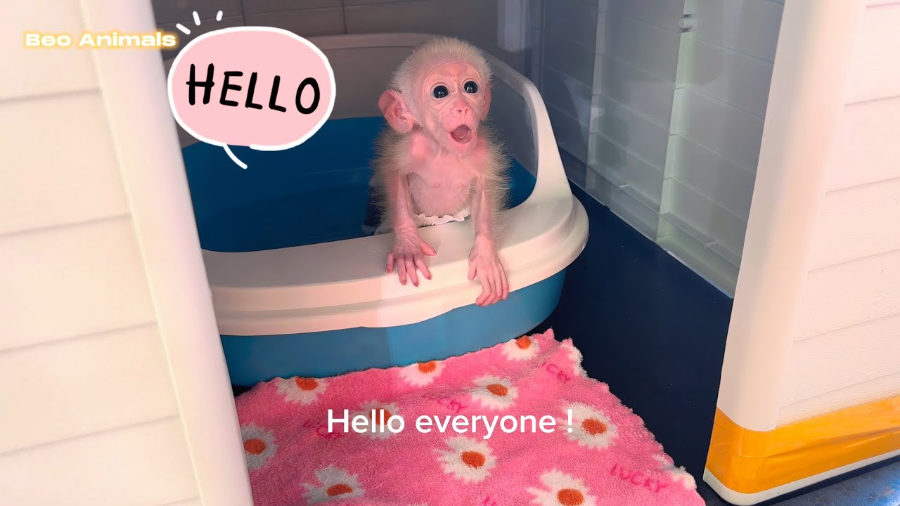 Day 04 | Poor baby monkey starts a new life | Beo Animals - YouTube