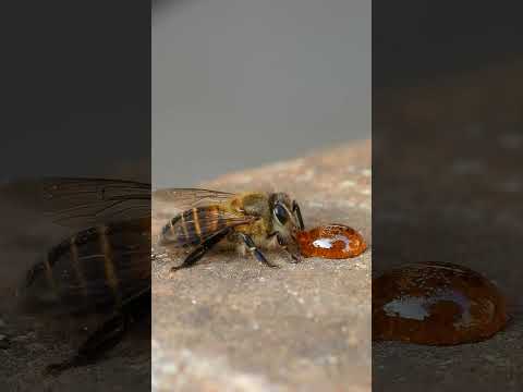 One Drop of Honey, Bees Appear Instantly