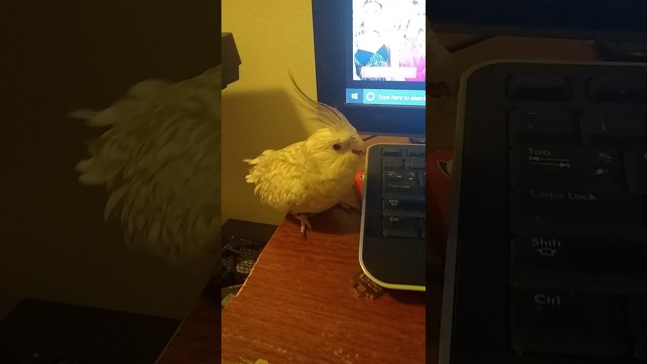 Bird hissing at mouse? - YouTube