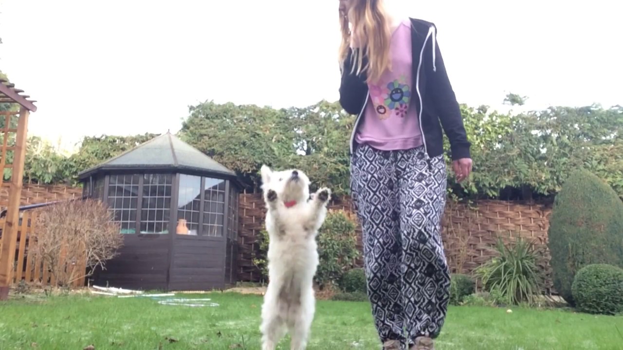 Amazing Dog Tricks Performed By Louby - YouTube