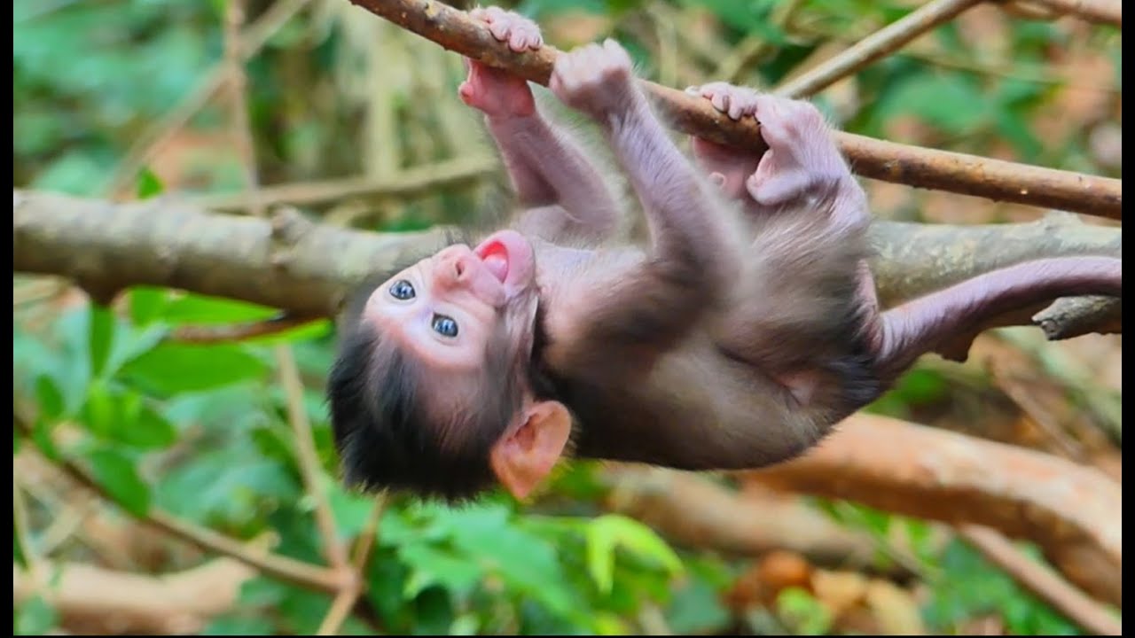As they grow, baby monkeys begin to explore on their own, starting with ...