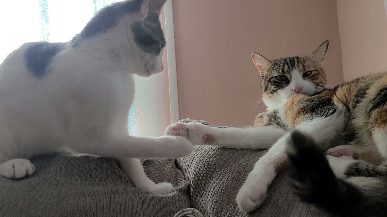 just hold my paw - YouTube