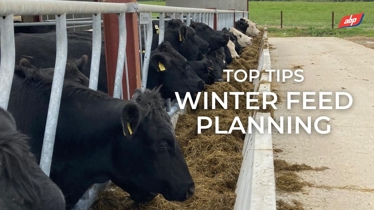Top Tips - Winter Feed Planning | ABP Demonstration Farm - YouTube