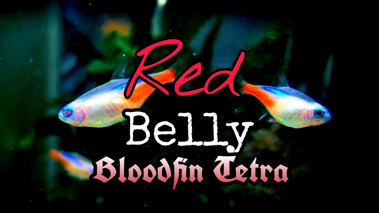 Red Belly Bloodfin Tetra - YouTube