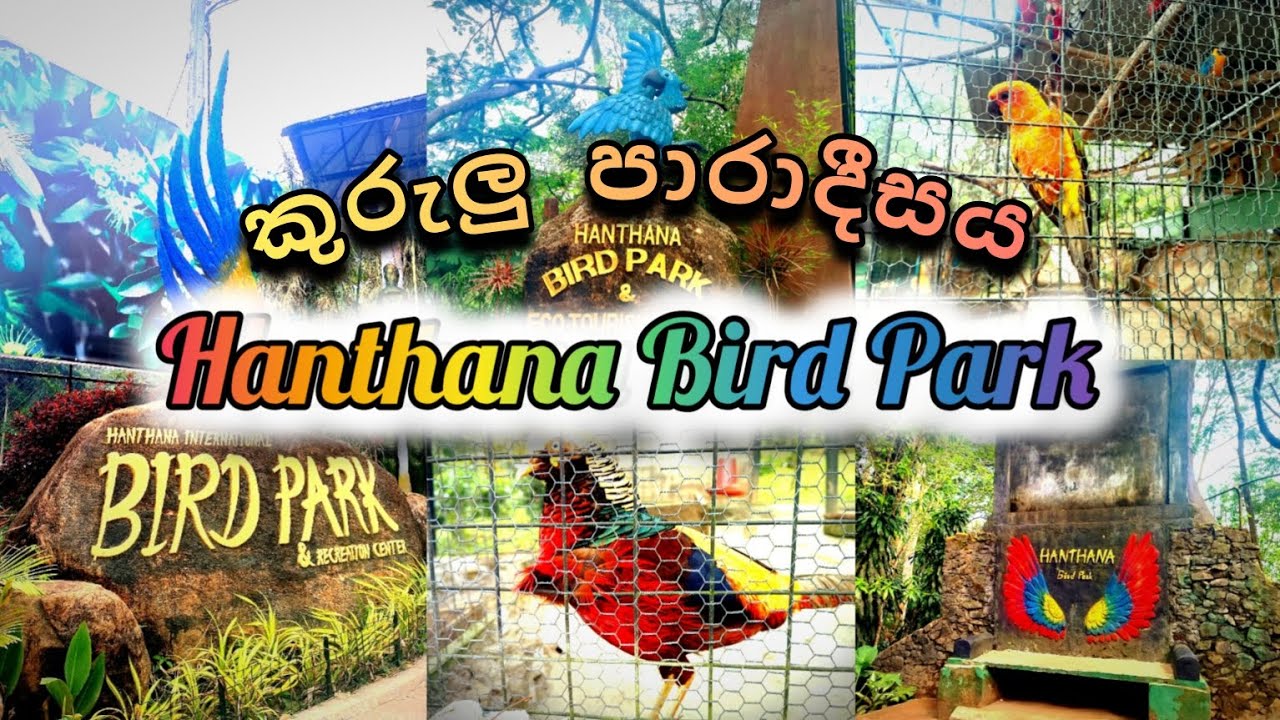 Hanthana international bird park | Kandy Sri lanka | කුරුලු පාරාදීසය 🐦 ...