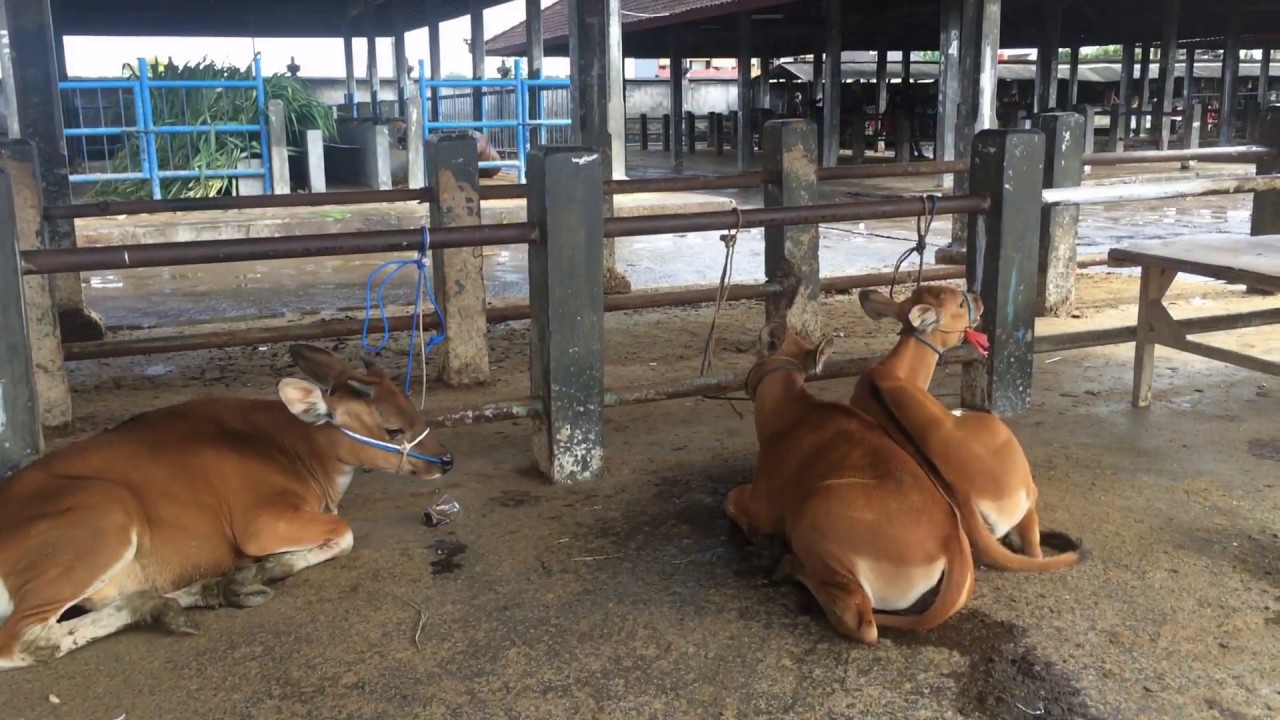 Pasar Sapi Bali, kini - YouTube