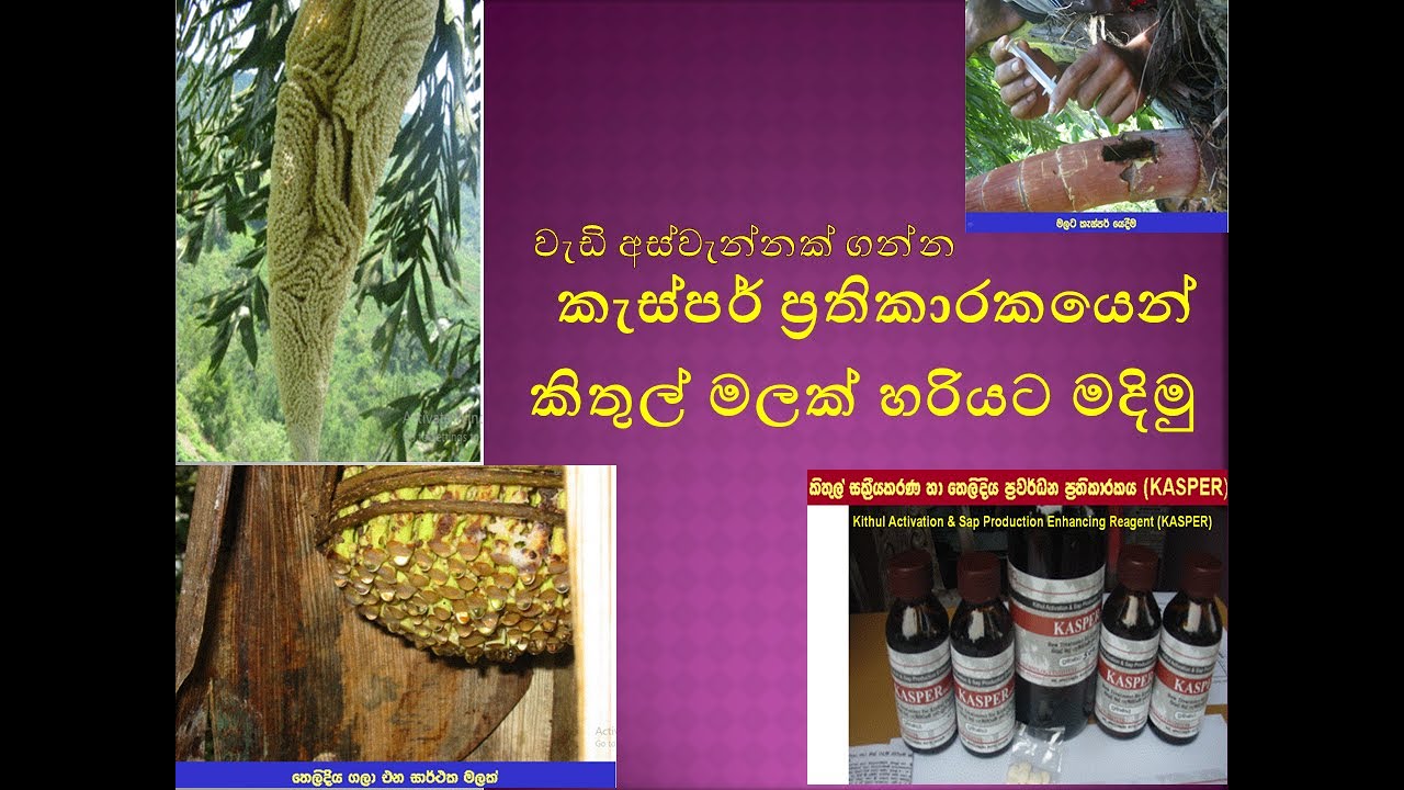 how to make kithul treacle | කිතුල් මල් කැපීම / කැස්පර් තාක්ෂණය ...