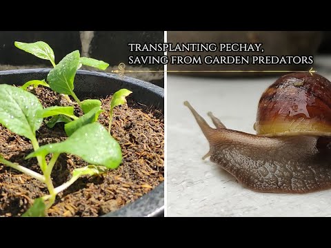 Pechay - Transplanting, Protecting from garden predators - YouTube