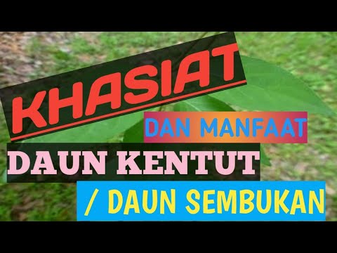 Manfaat daun kentut / daun Sembukan - YouTube