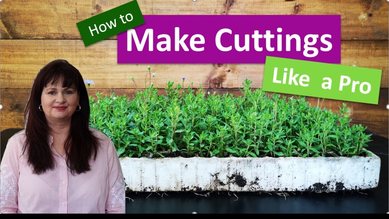 How to Make cuttings from a plant for profit - YouTube
