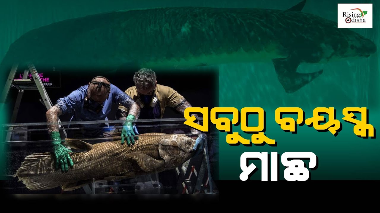 World's Oldest Living Aquarium Fish 'Methuselah' Age Over 90 Years ...