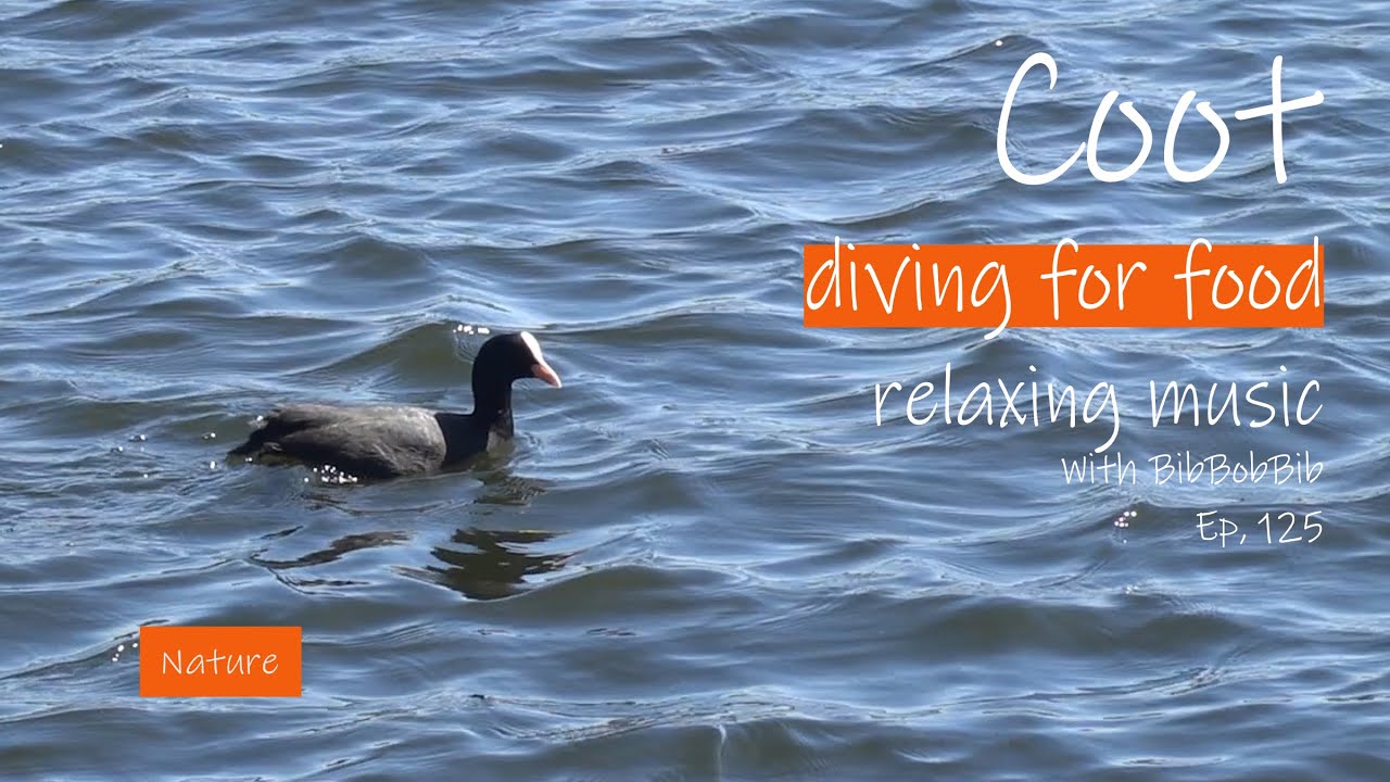 cute coot diving for food | eurasian coot | Blässhuhn taucht nach ...