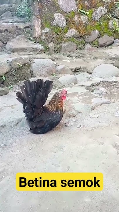 betina semok #shortsvideo - YouTube