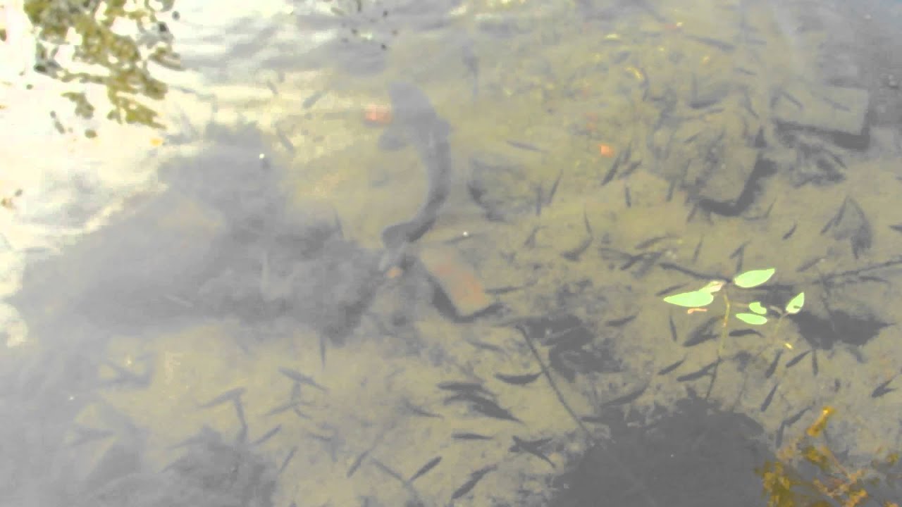 20140915 088 Big Fish Little Fish Swimming In Shallow Water Next To The ...