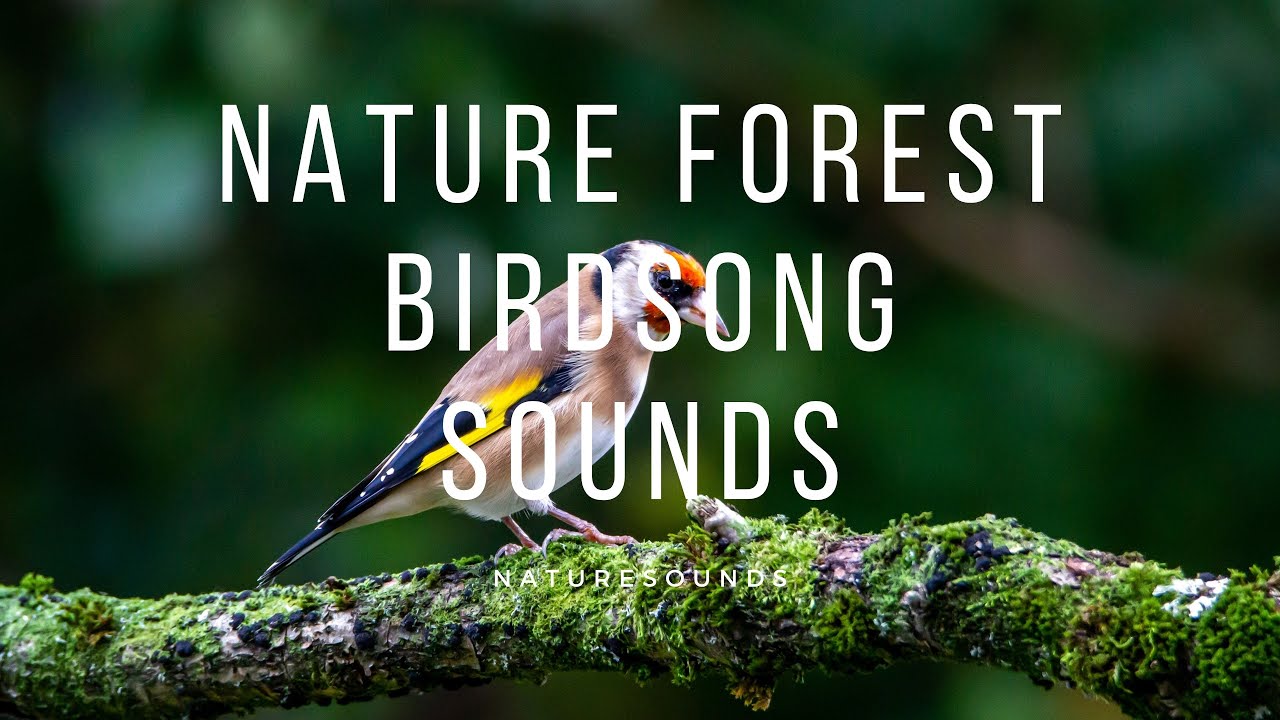 Nature Forest Birdsong | Sleep Study Work | 8 Hours | HD - YouTube