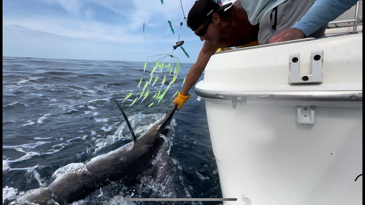 Striped marlin raised on Teaser. Bait and switch with ballyhoo! - YouTube