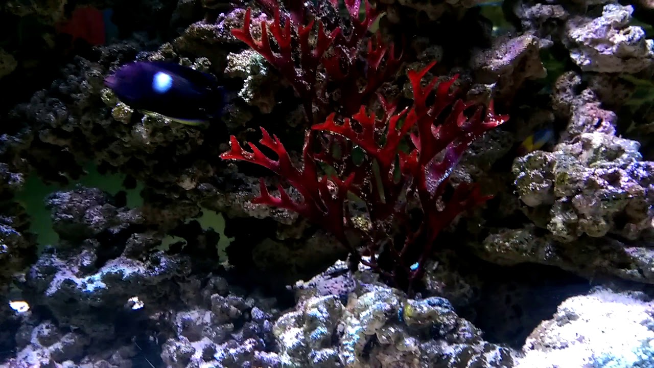 Wyoming white clownfish or Flurry clownfish? - YouTube