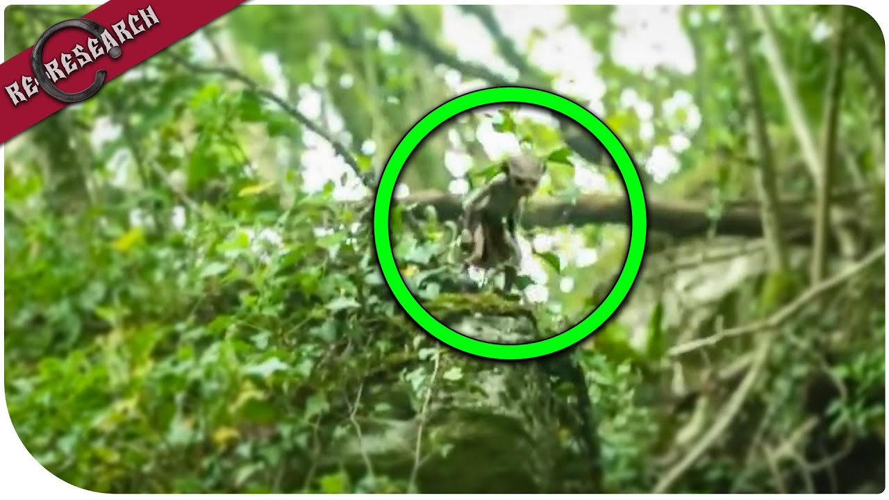10 रहस्यमय जानवर जिन्हे पहली बार देखा गया | 10 Mysterious Animals - YouTube