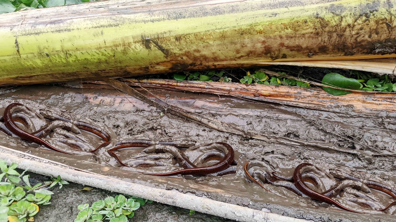 Enigmatic Encounter: A Village Boy Discovers A Hidden Eel Fish Haven ...