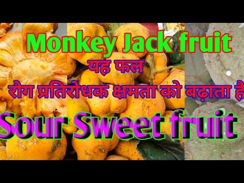 Monkey Jack fruit, 🙊💯 fruit, Badhal, Adhal badhal, Badhar, Bhadd ...