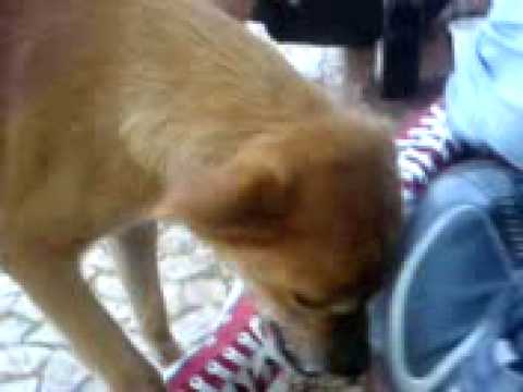 Cachorro dando risada - YouTube