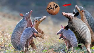 Poderoso El Armadillo