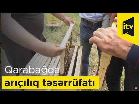 Qarabağ gündəliyi: Qarabağa beş arıçılıq təsərrüfatı köçürülüb