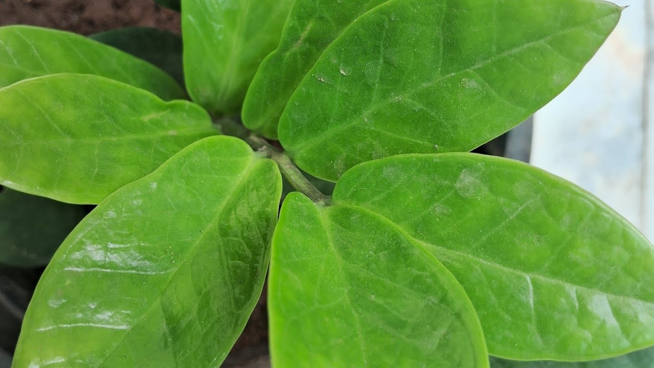 Zizi plant indoor plant care and propagation - YouTube