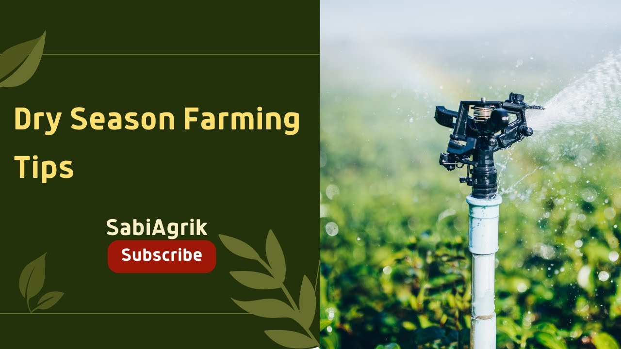 Dry Season Farming Tips - YouTube